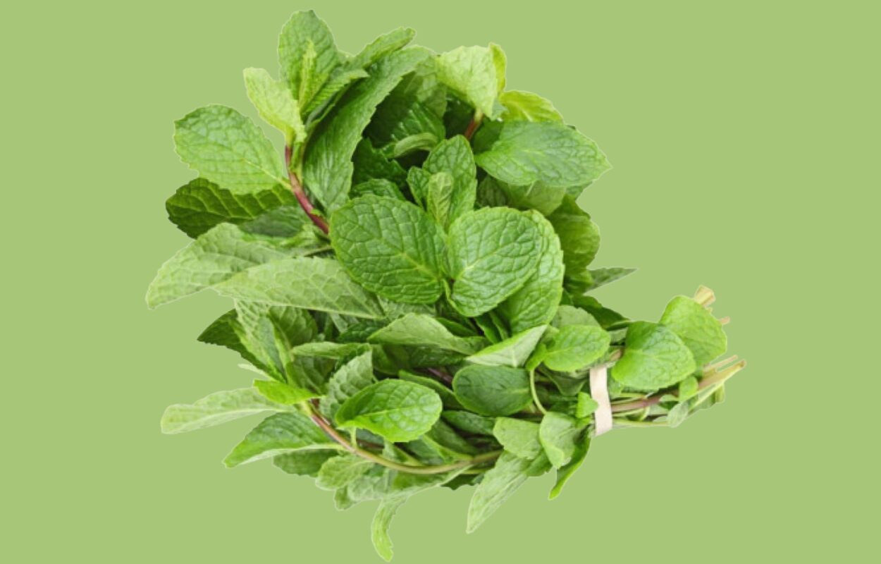 Scent Leaf: Nigeria's Aromatic Gem in South Africa and its Uses and Benefits - NaijaMarket